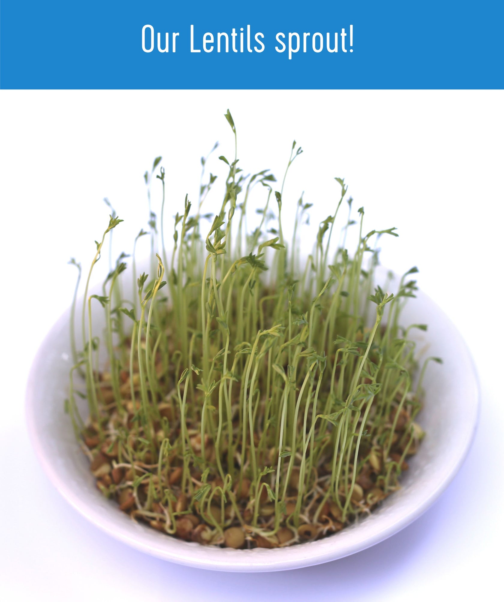 Certified Glyphosate Residue Free |Brown Lentils | 25 LB Bucket ...
