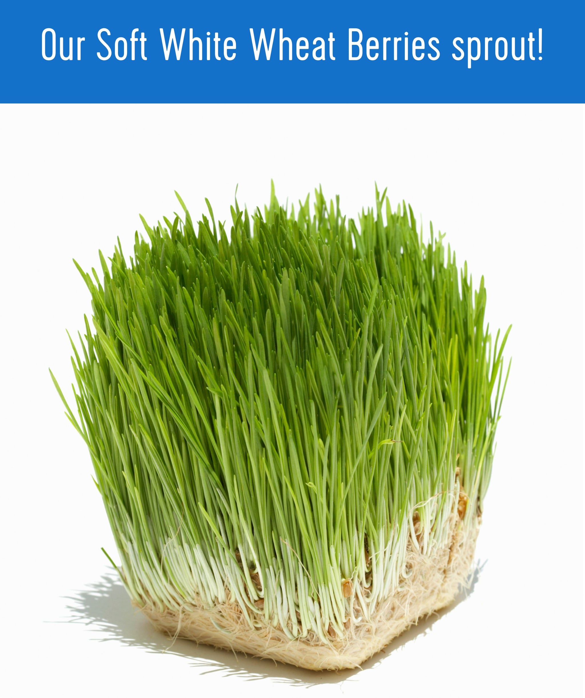 Certified Glyphosate Residue Free | Soft White Wheat Berries| 25 LB ...
